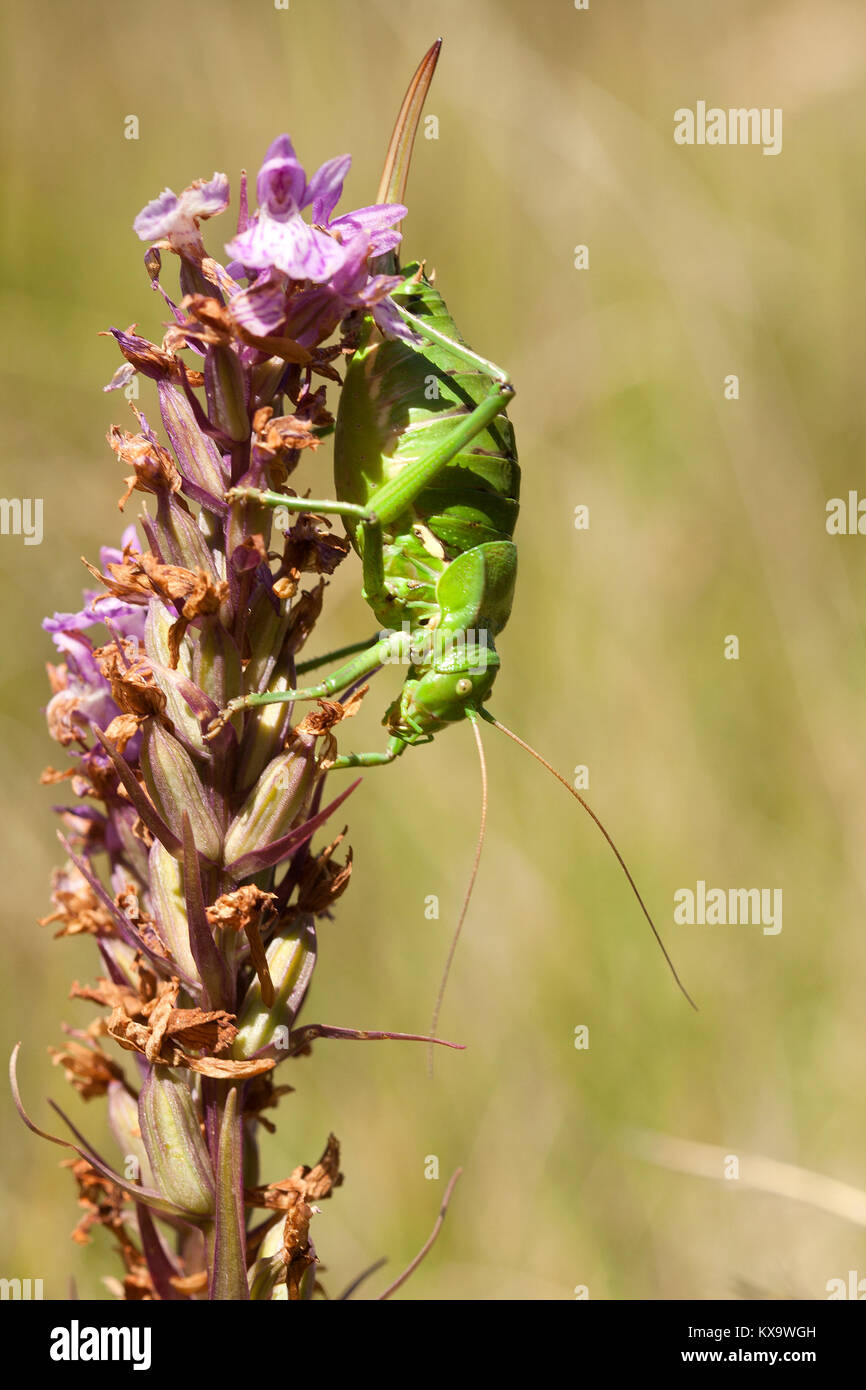 Steropleurus hi-res stock photography and images - Alamy