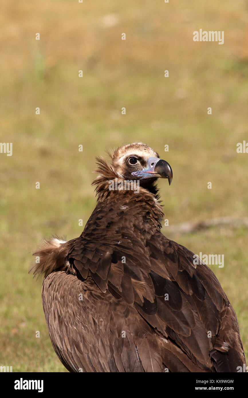 Monachus monachus isolated hi-res stock photography and images - Alamy