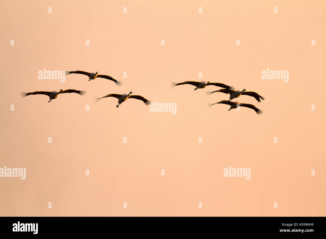 Crane grus on breeding hi-res stock photography and images - Alamy