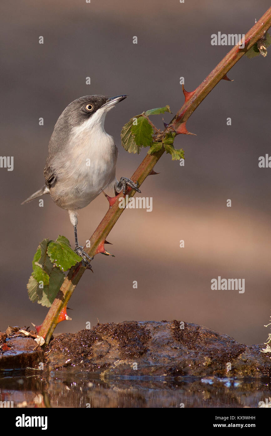 Curruca hortensis hi-res stock photography and images - Alamy