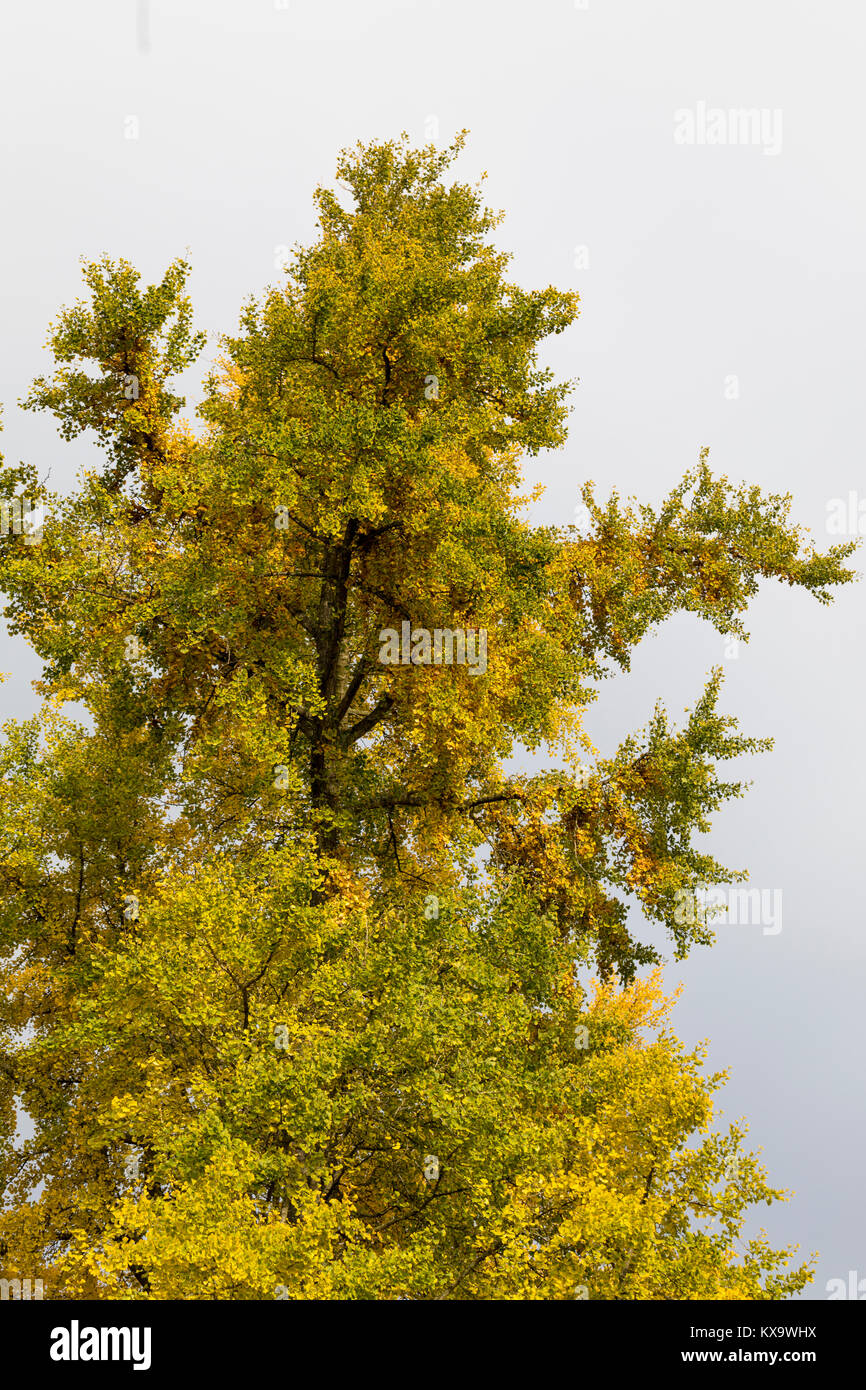 Maidenhair tree hi-res stock photography and images - Alamy