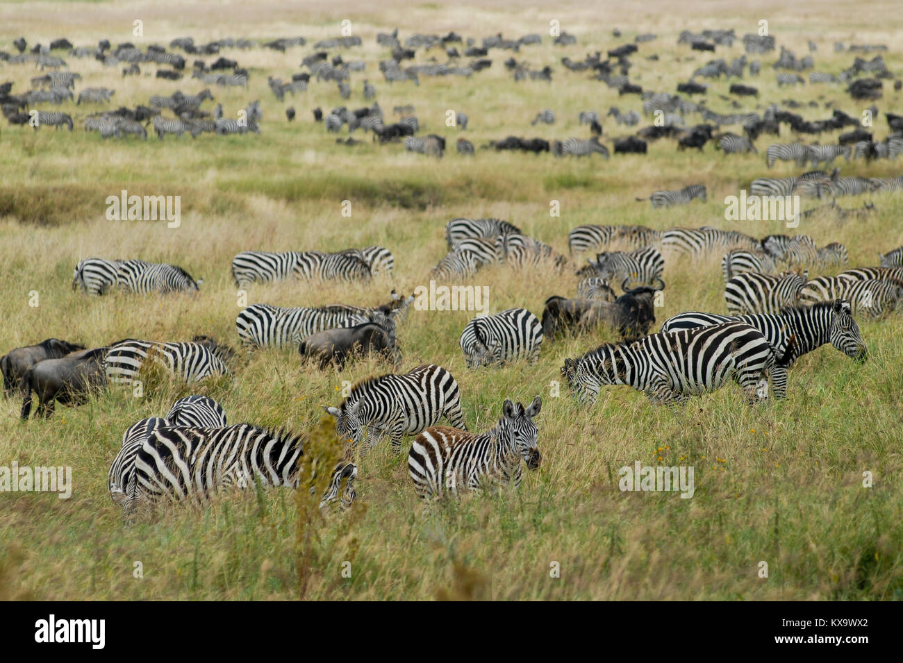 TANZANIA, Nationalpark Ngorongoro Crater near Arusha , grazing Zebra ...
