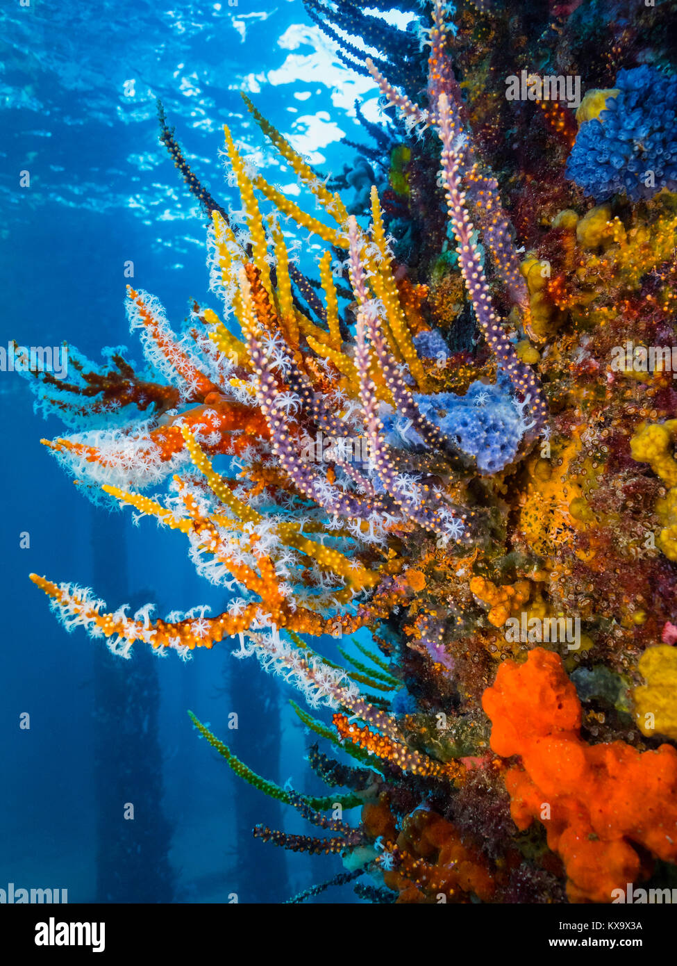 Underwater jetty hi-res stock photography and images - Alamy