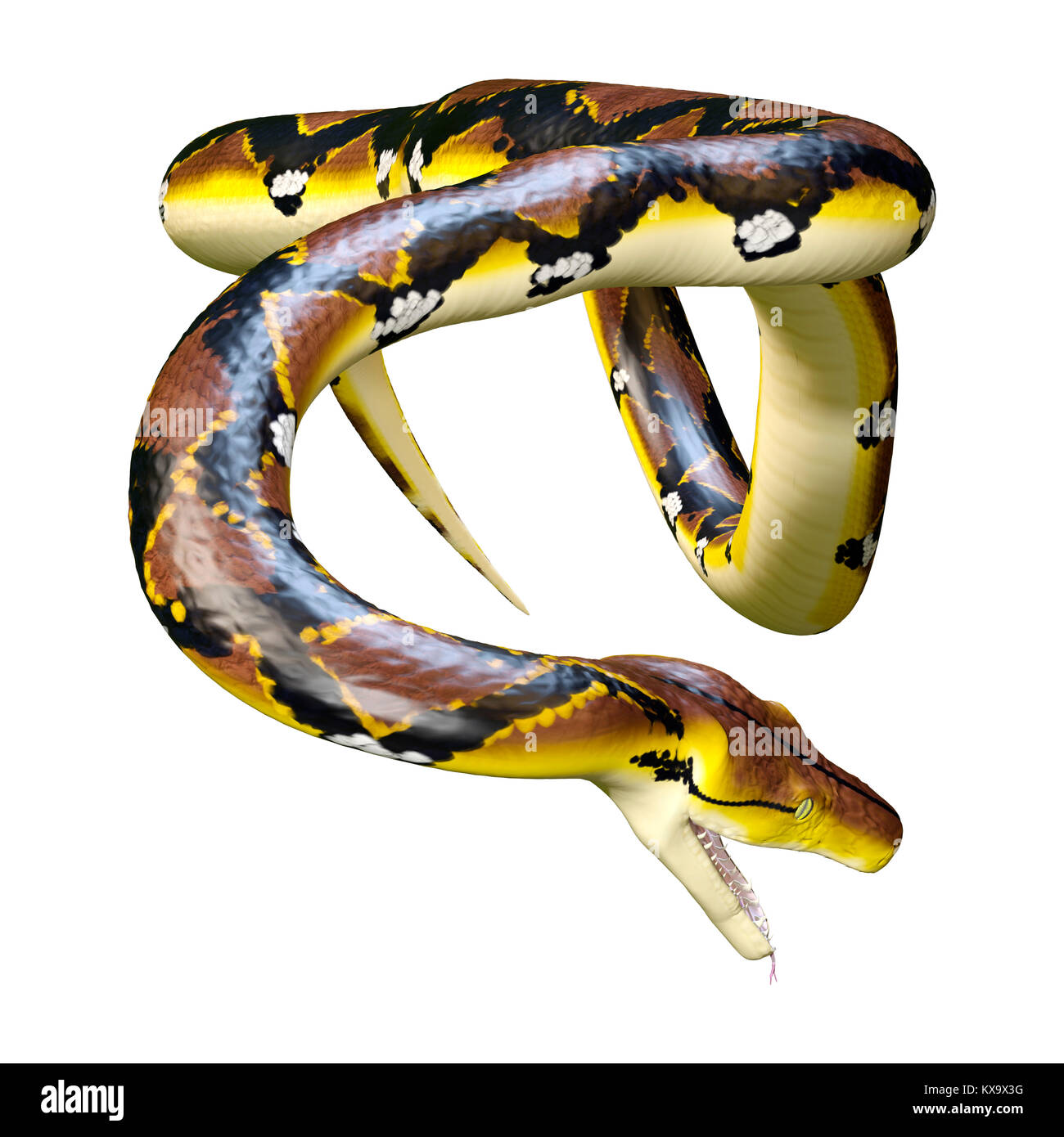Reticulated python white background Cut Out Stock Images & Pictures - Alamy