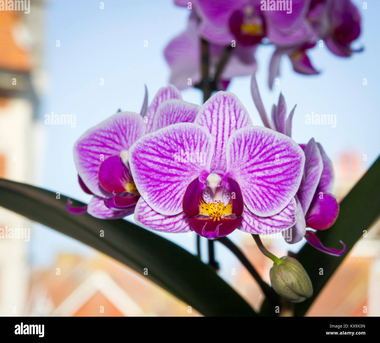 One member of the colourful and fragrant Orchid family Stock Photo - Alamy