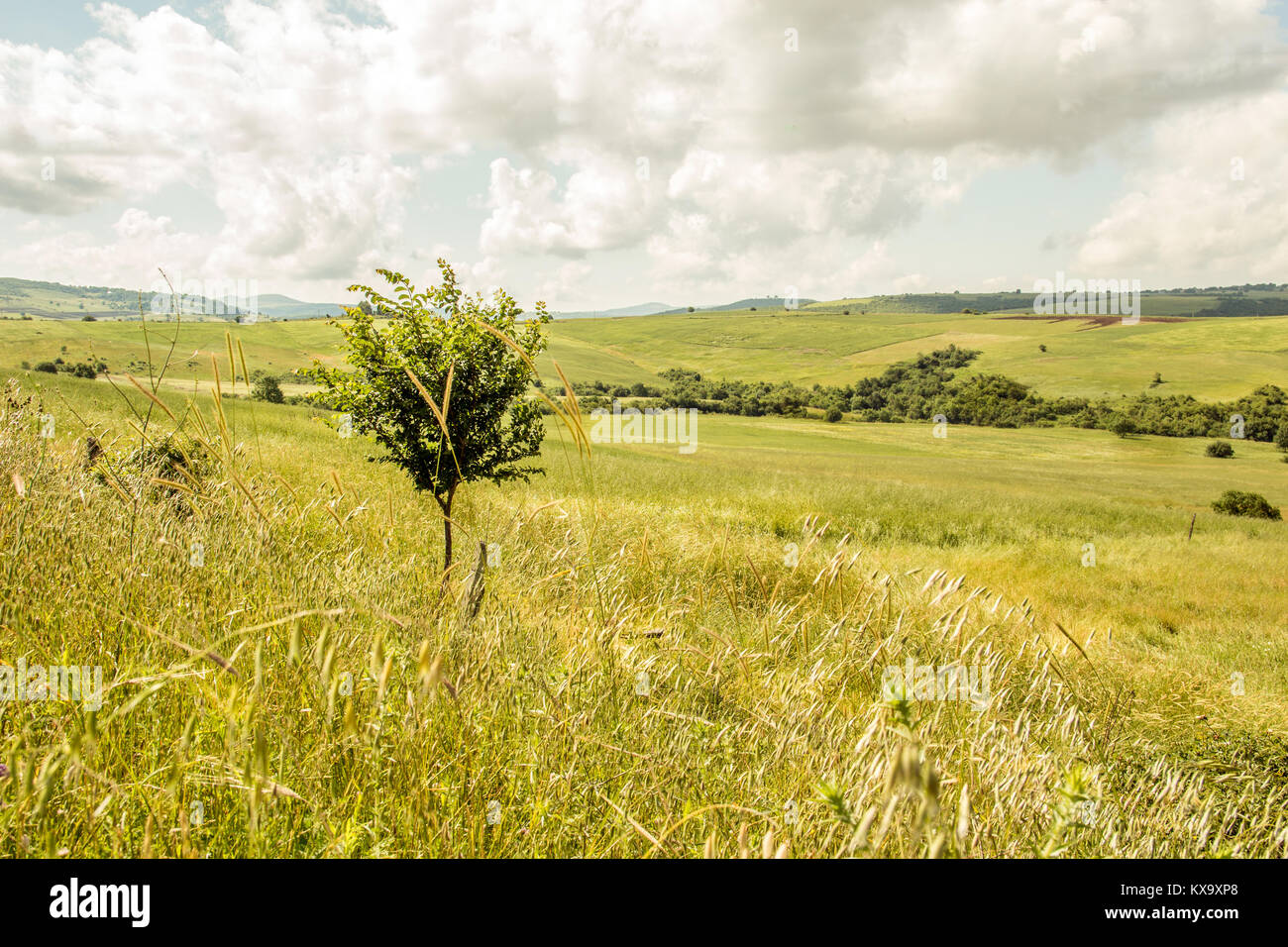 Beautiful dramatic field meadow with lonely tree. Landscape photography ...