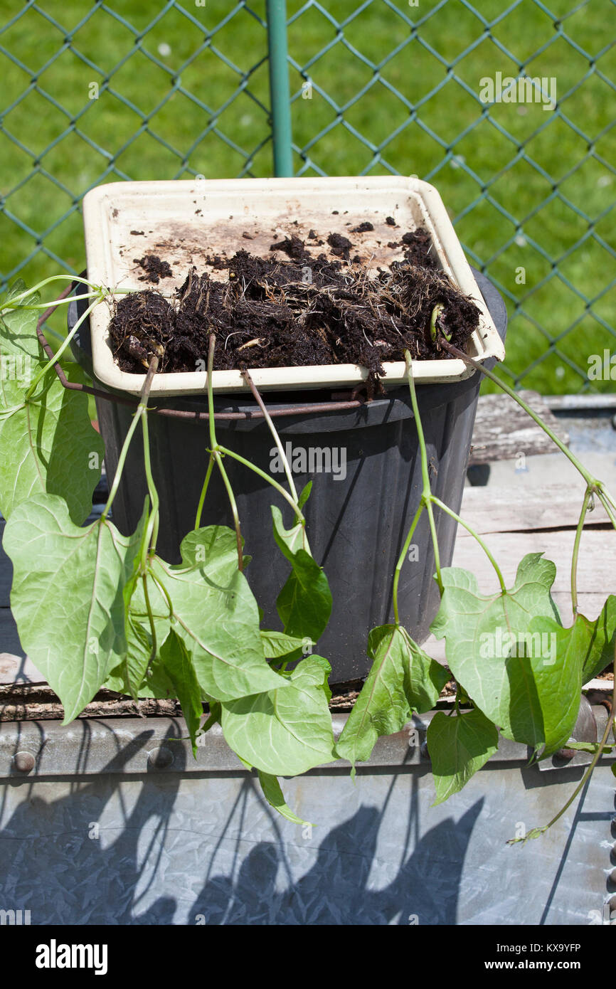 Young runner bean plants waiting to be planted out having been grown ...