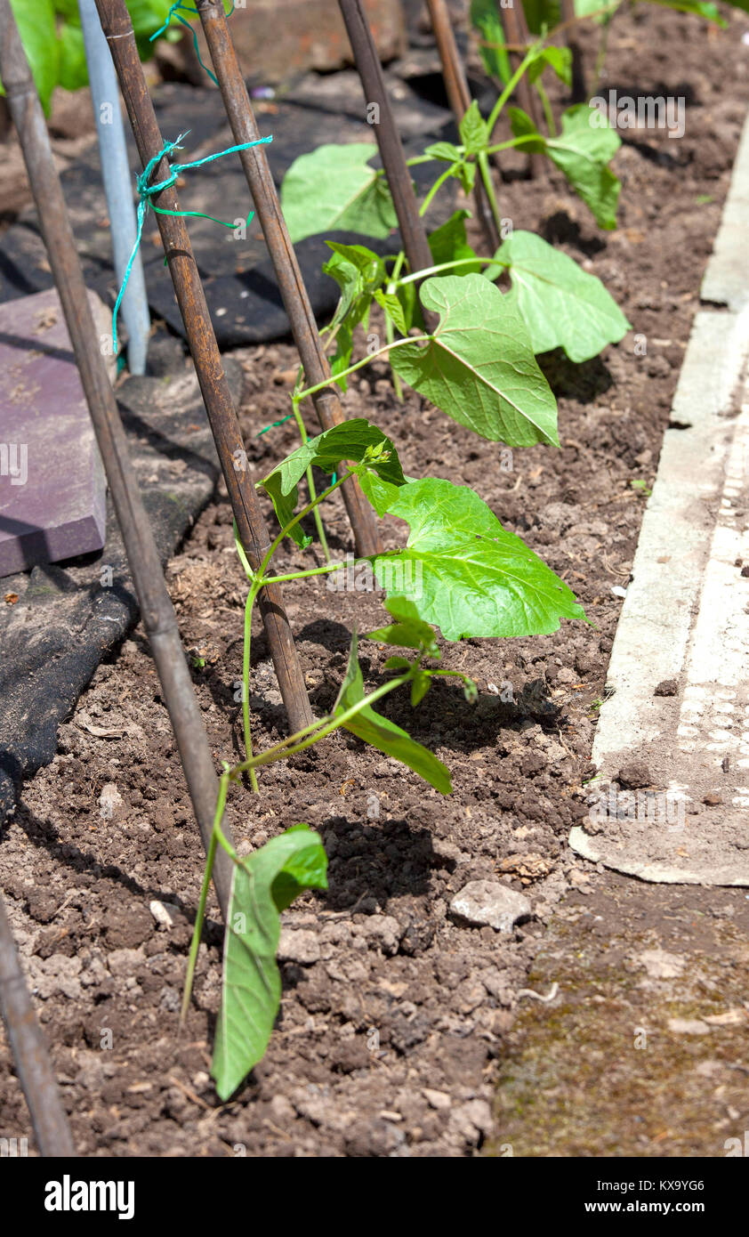 Young runner bean plants planted in rows with bamboo cane supports ...