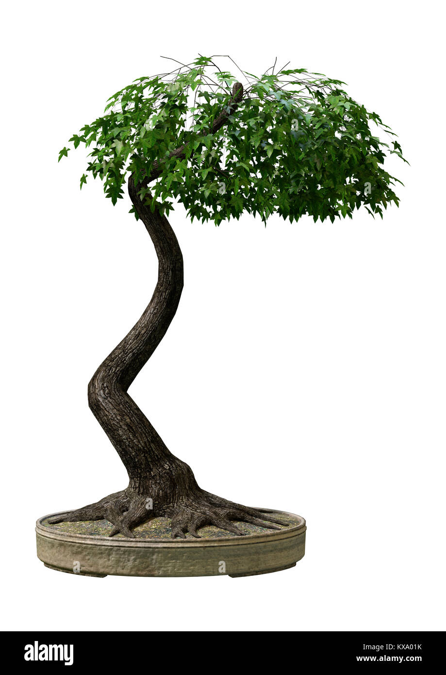 Green Japanese Maple White Background