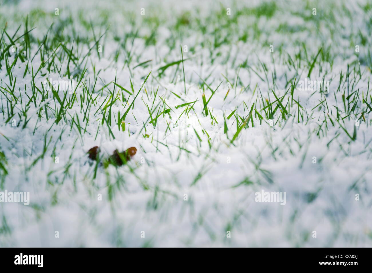 Green grass in snow, Hello spring, Goodbye winter concept Stock Photo ...