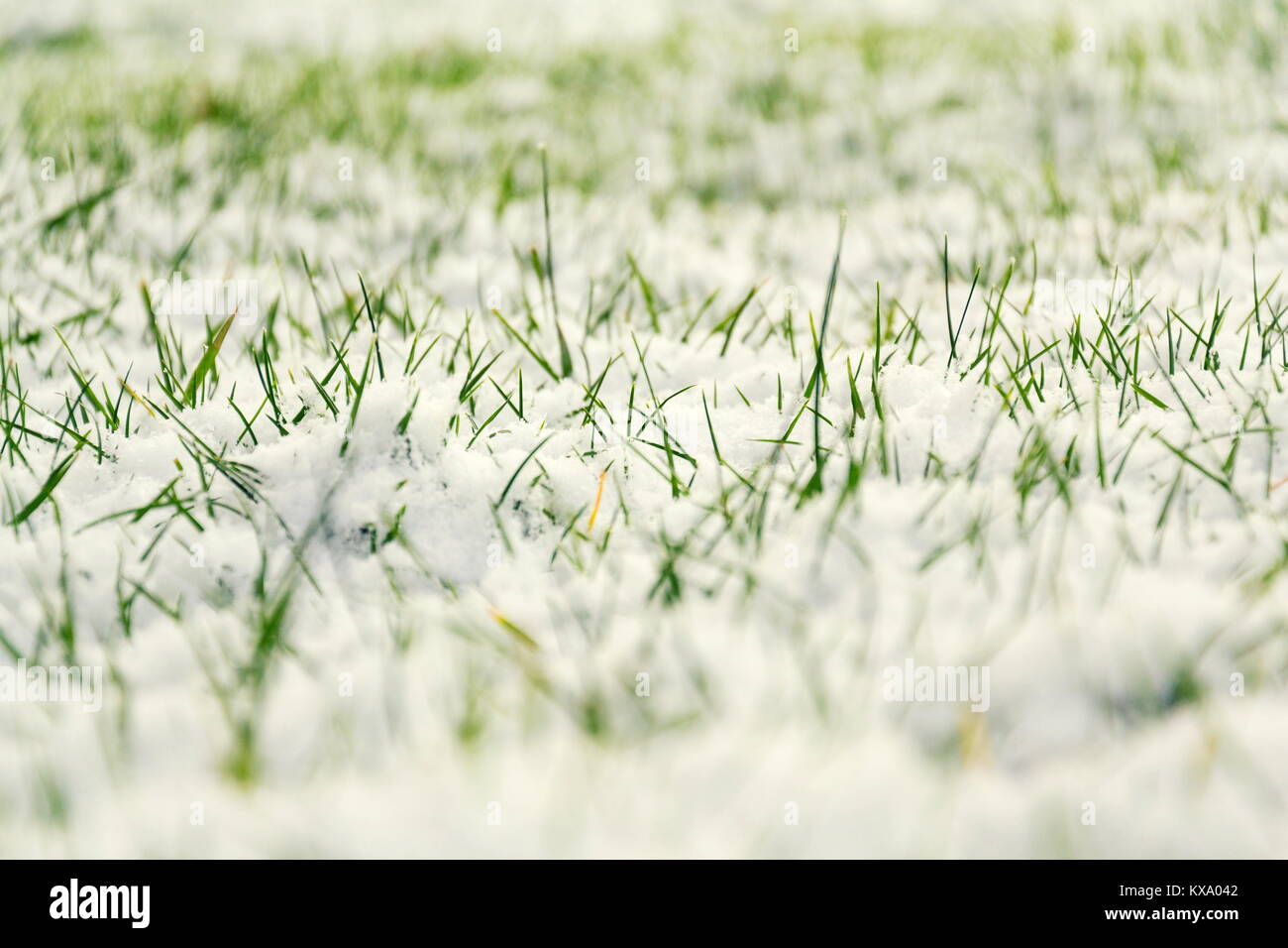 Green grass in snow, Hello spring, Goodbye winter concept Stock Photo ...