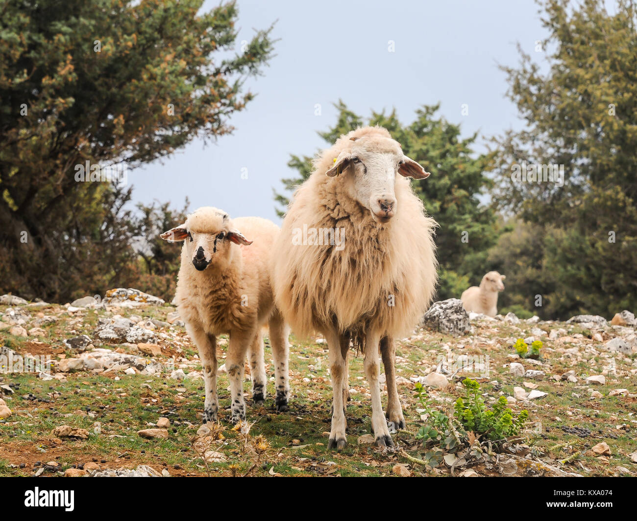 A lamb and her mother sheep in Croatia (island of Cres Stock Photo - Alamy