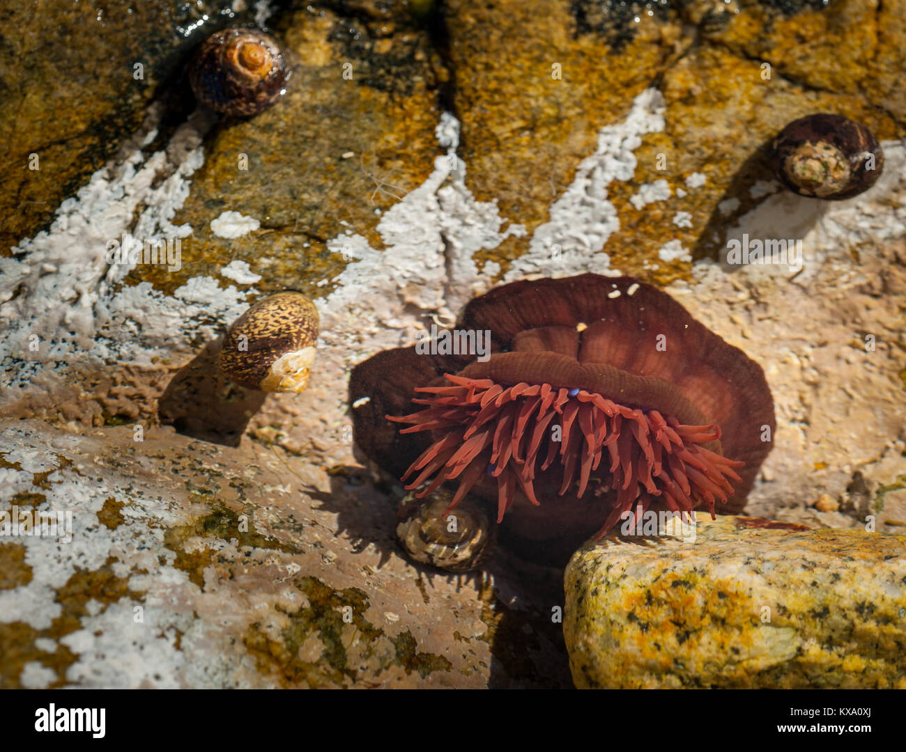 Actinie ReefOceanArt – Underwater Prints Of Corals And Marine Life.