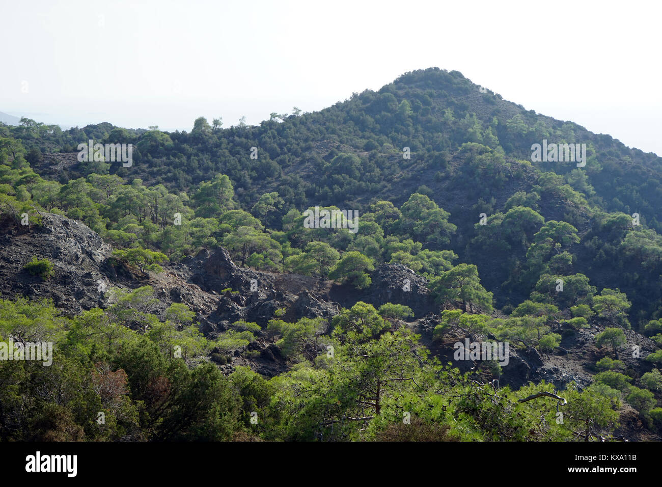 Forest on the mount in Akamas peninsula, Cyprus Stock Photo - Alamy