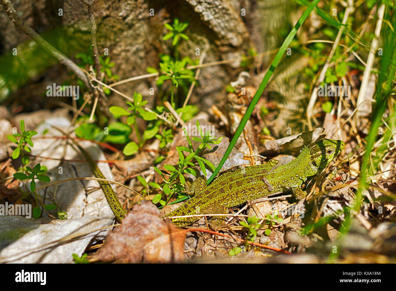 Lizardinoutback hi-res stock photography and images - Alamy