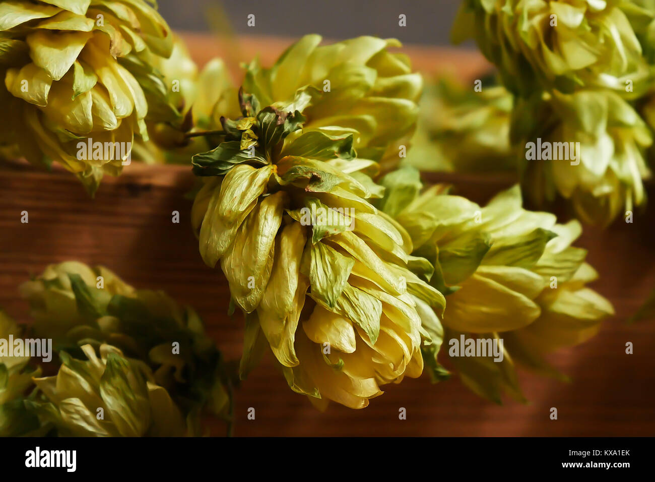 Plant hop cones brew brewery spice hi-res stock photography and images ...