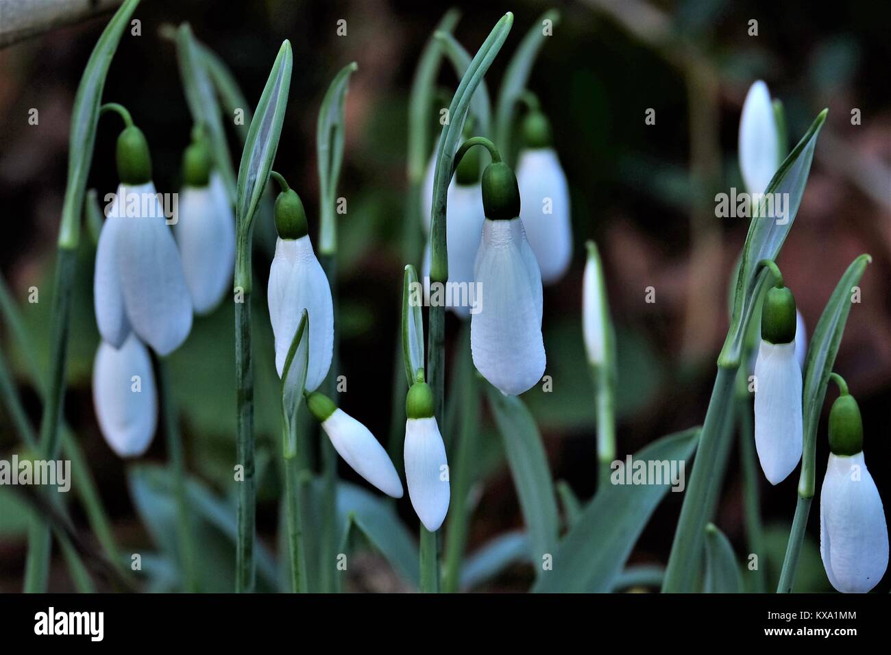 snow drops in winter Stock Photo - Alamy