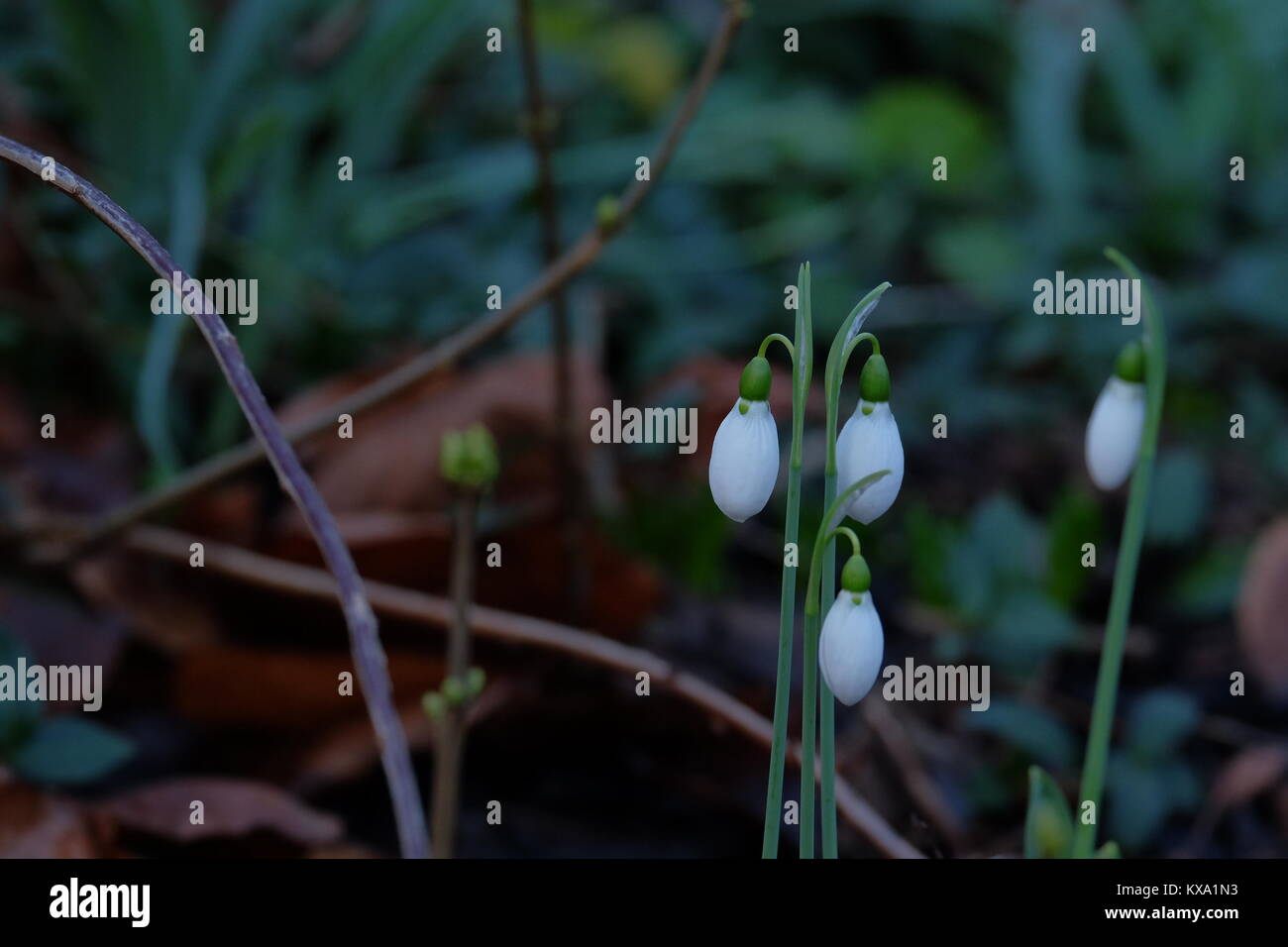 snow drops in winter Stock Photo - Alamy