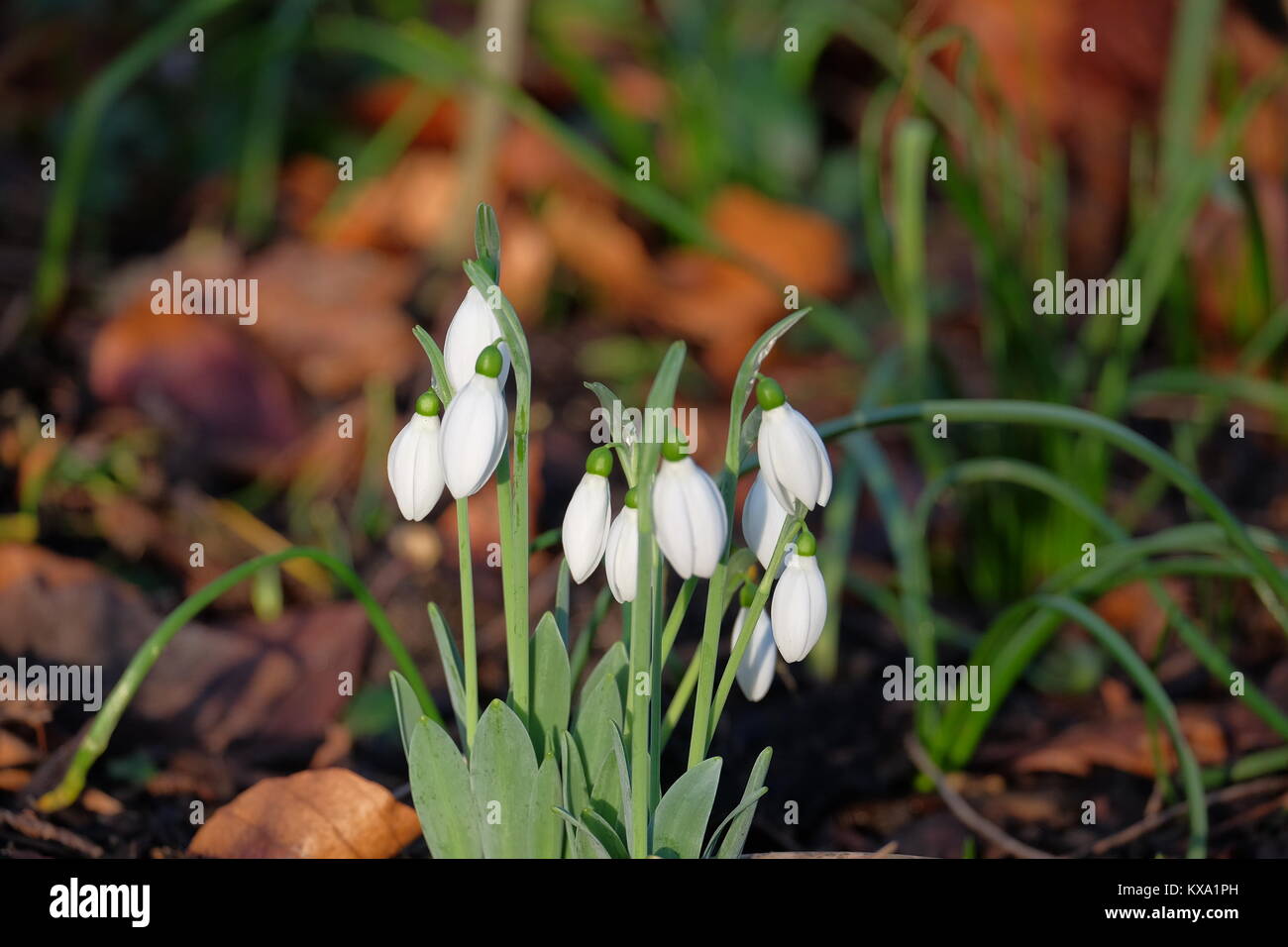 Clump of snow drops hi-res stock photography and images - Alamy