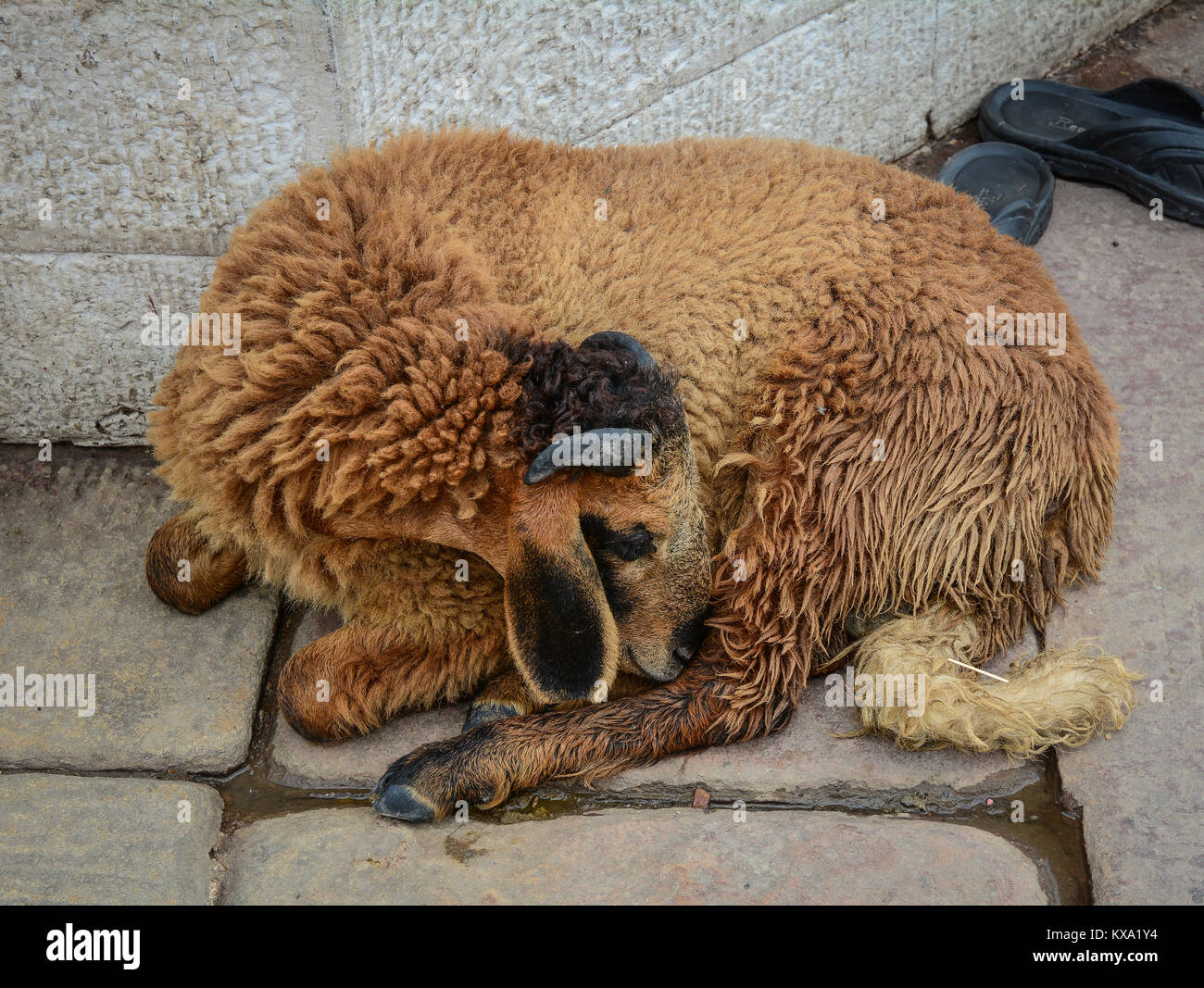 A brown goat sleeping on the Ganges Riverbank in Varanasi, India Stock ...