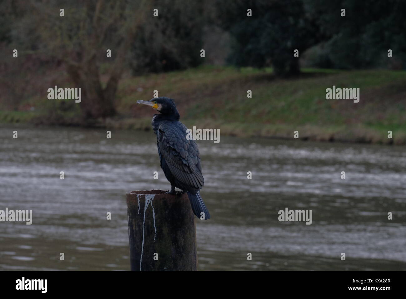 Cormorant river thames hi-res stock photography and images - Alamy