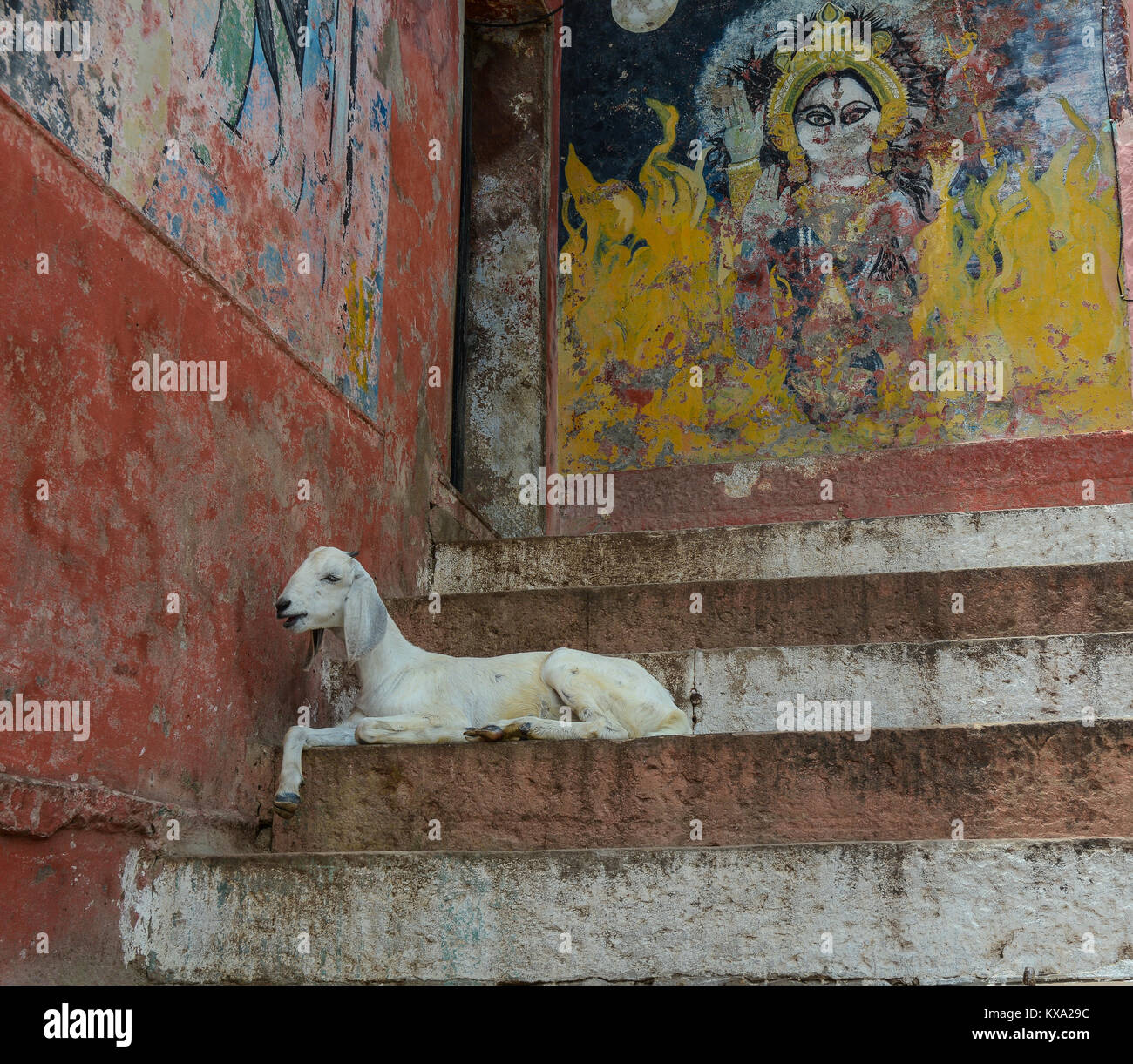 A holy goat on the Ganges Riverbank in Varanasi, India Stock Photo - Alamy