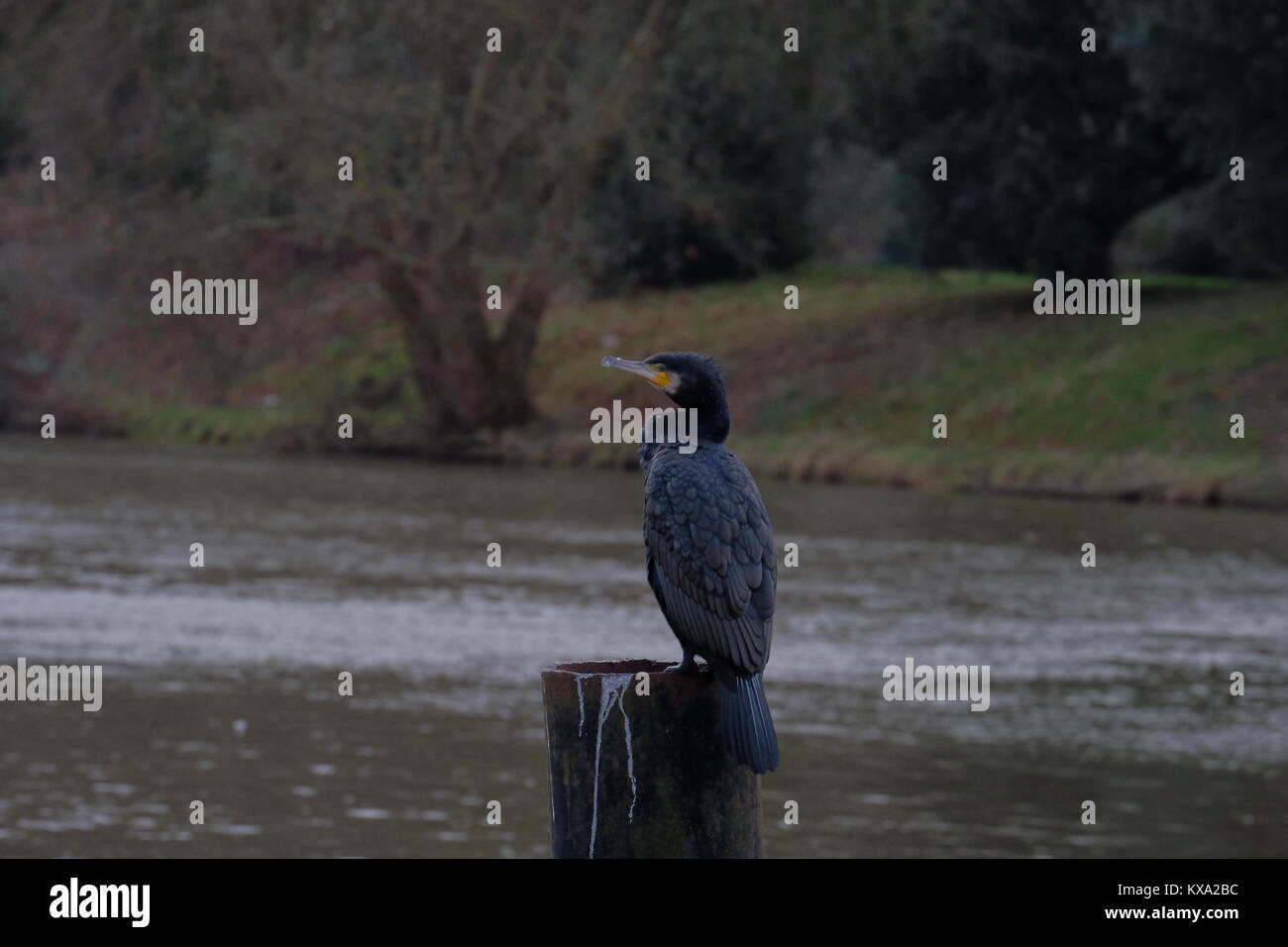 Cormorant River Thames Stock Photos & Cormorant River Thames Stock ...