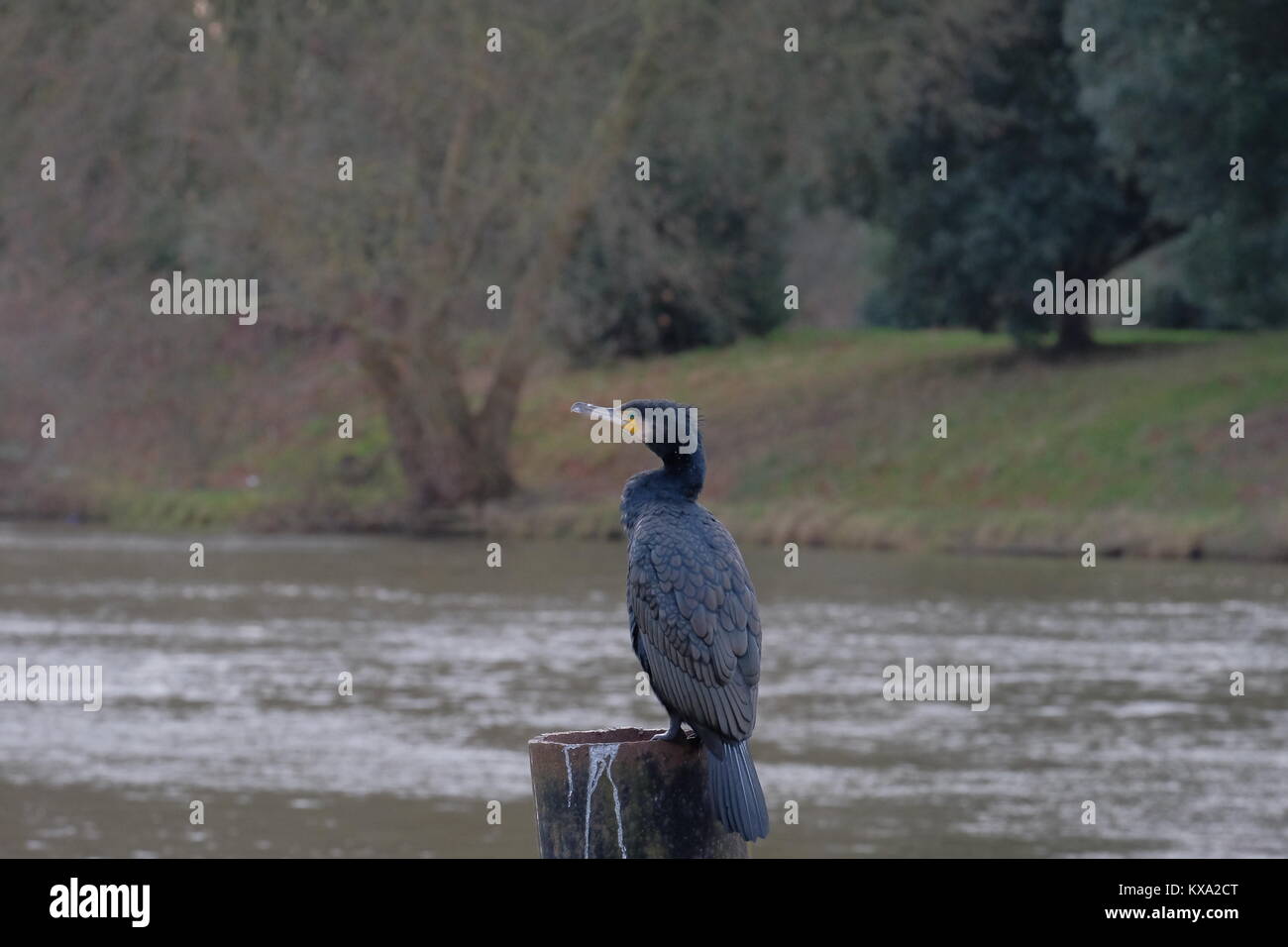 bird black perched on river thames Cormorant Stock Photo - Alamy