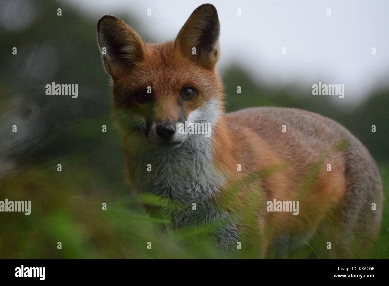 Fox face hi-res stock photography and images - Alamy