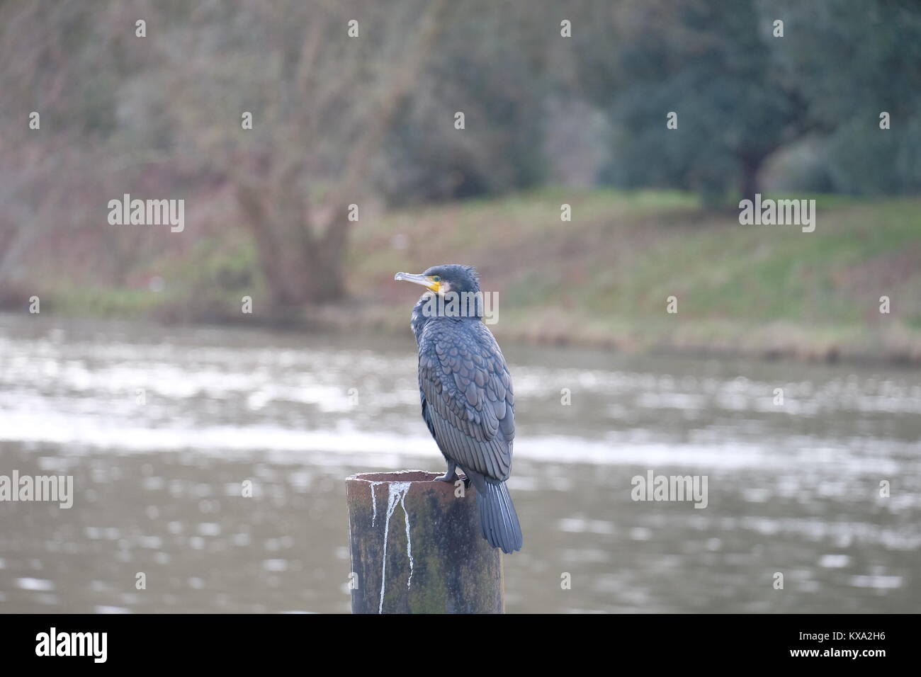 bird black perched on river thames Cormorant Stock Photo - Alamy