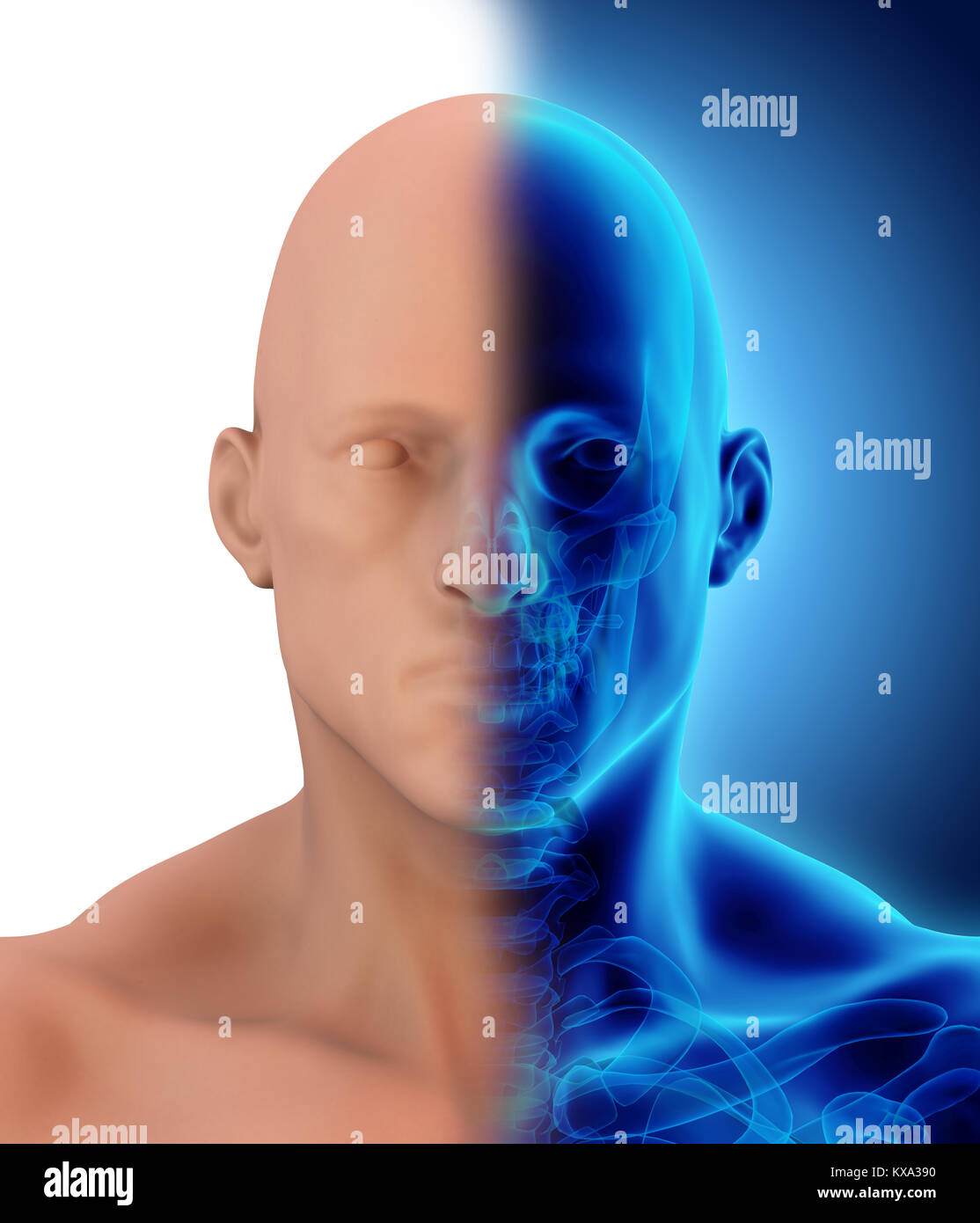 3d illustration two tone style x-ray human skeleton, medical technic ...