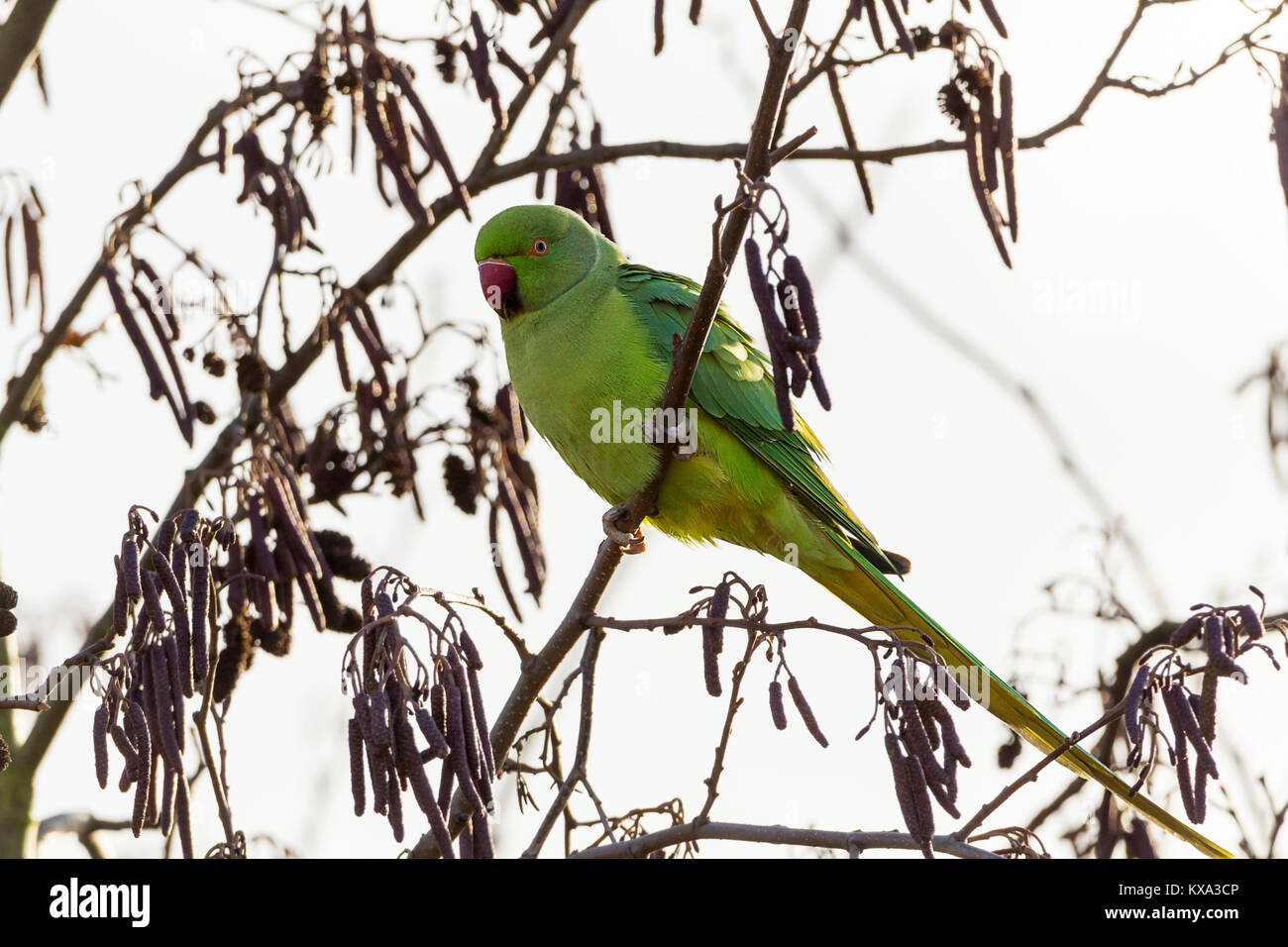 Escaped and breeding from captive parrots hi-res stock photography and ...