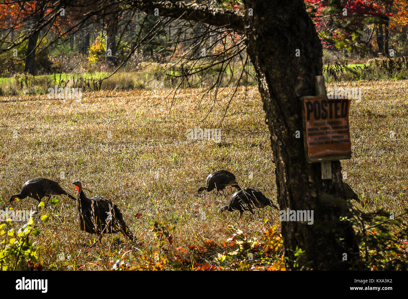 A lot of animals, and birds are very smart. These smart Turkeys know ...