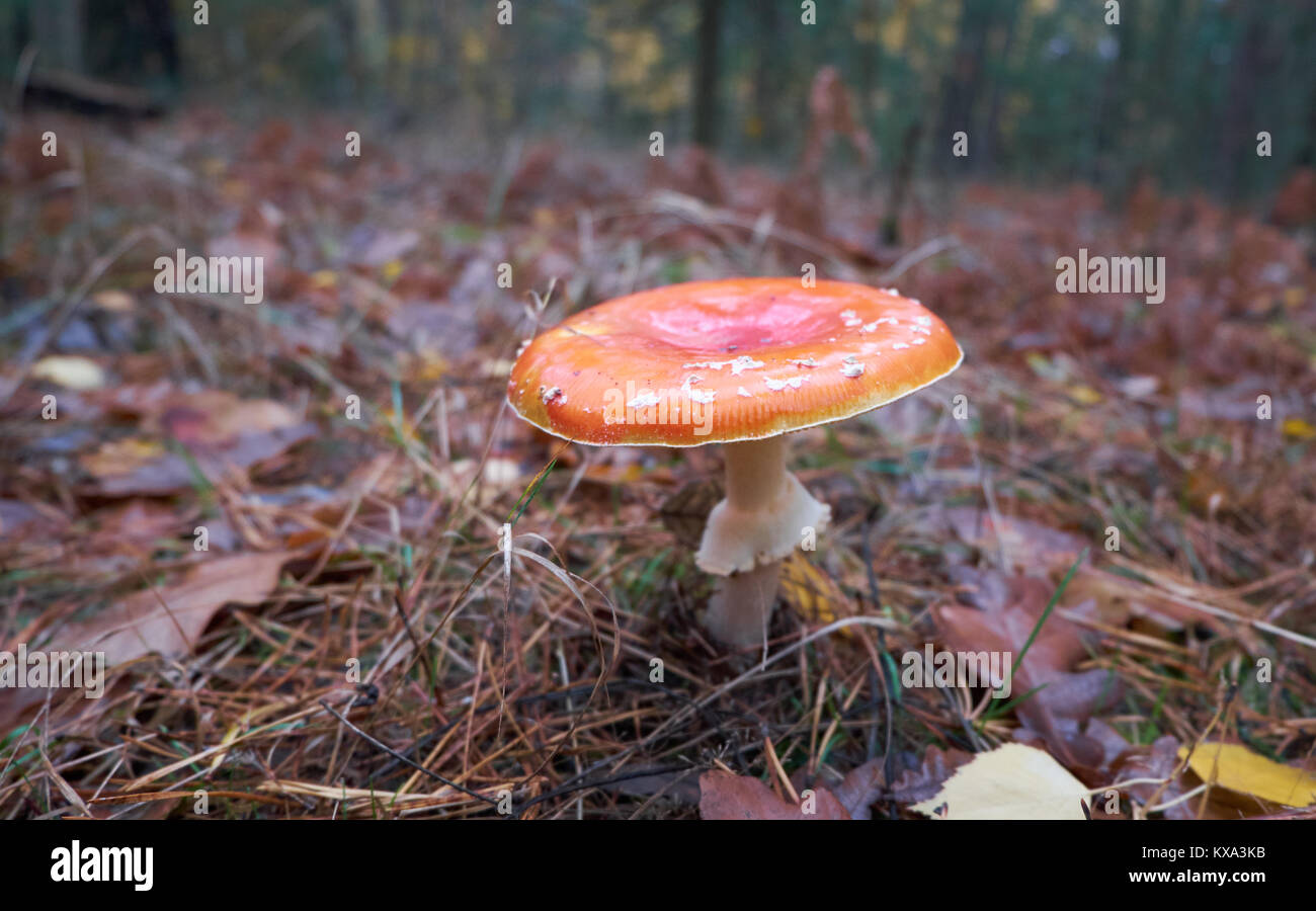 Red amanita muscaria mushroom close up in a forest Stock Photo - Alamy