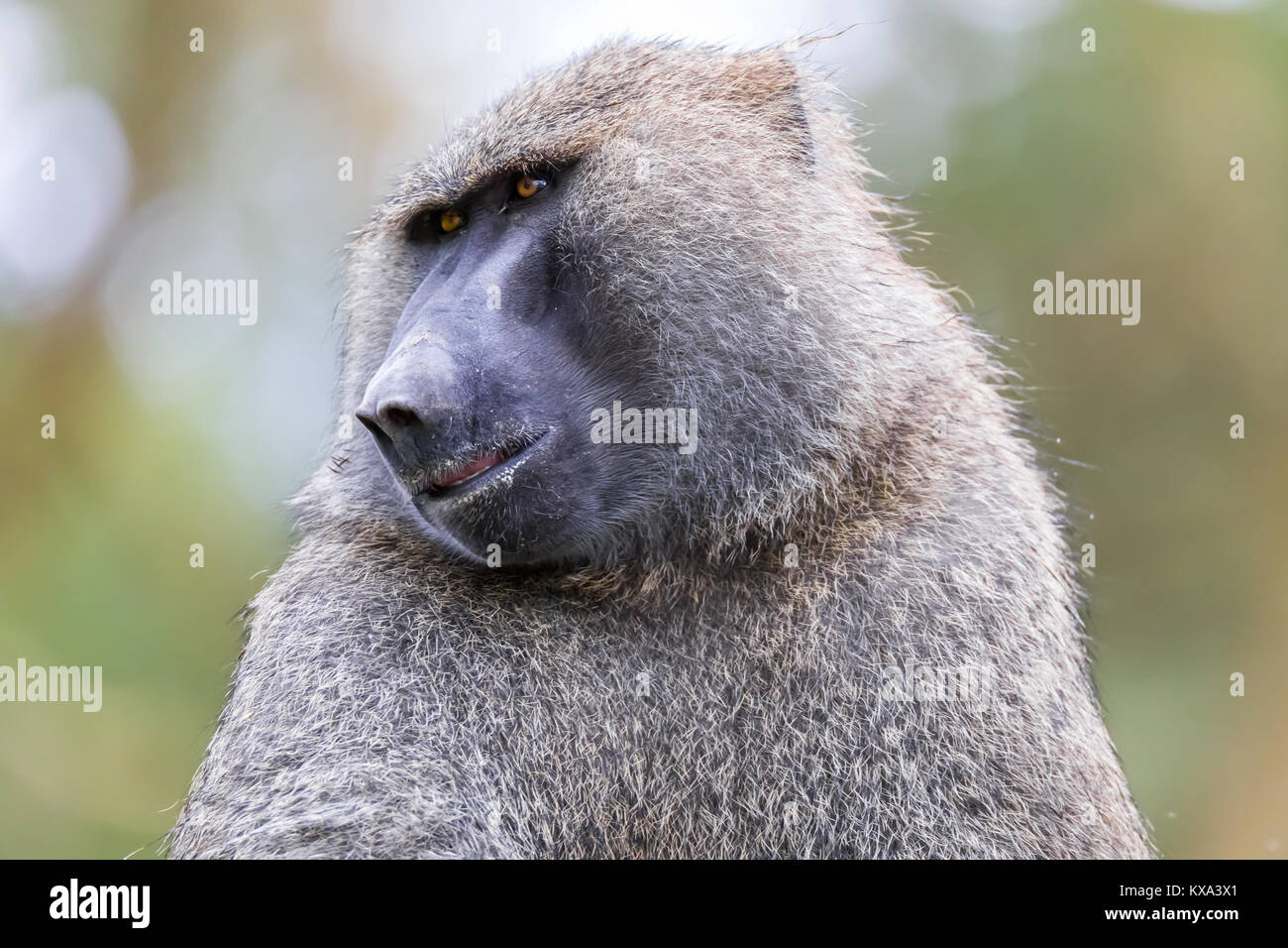 Baboon Face Profile
