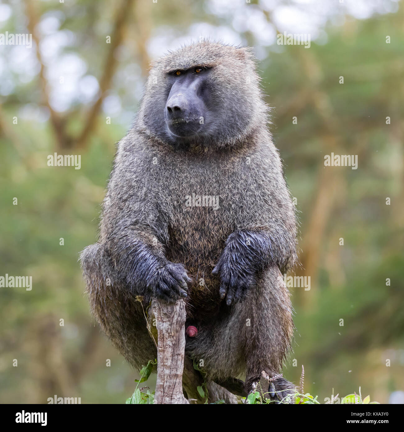 Baboon male patrolling for danger, profile portrait, smart monkey ...