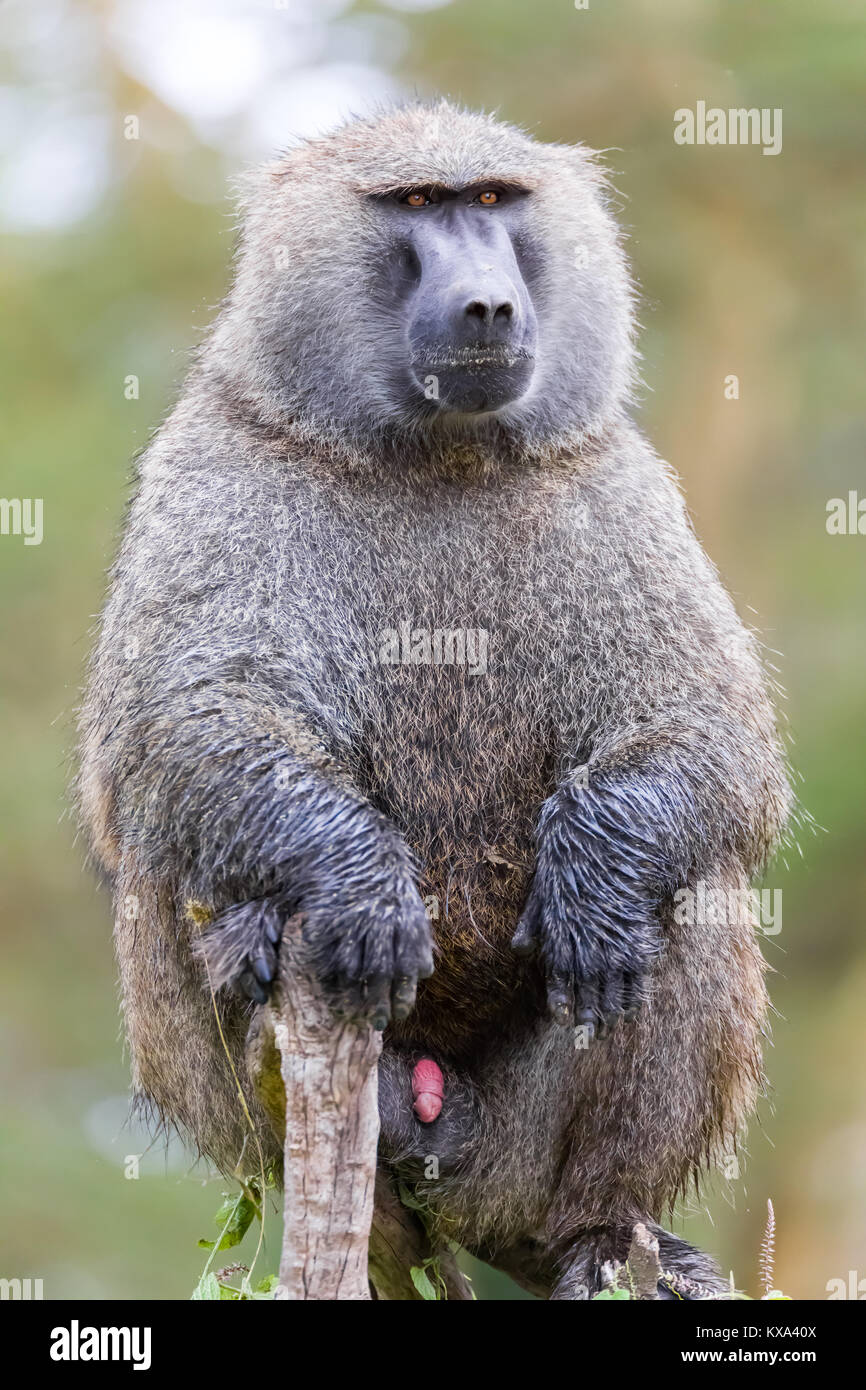 Baboon male patrolling for danger, profile portrait, smart monkey ...