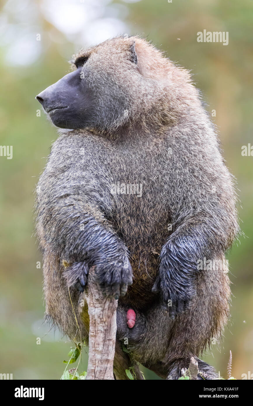 Baboon male patrolling for danger, profile portrait, smart monkey ...