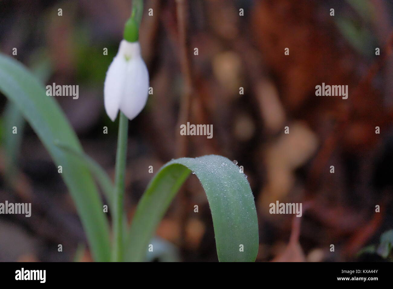 snow drops in winter Stock Photo - Alamy