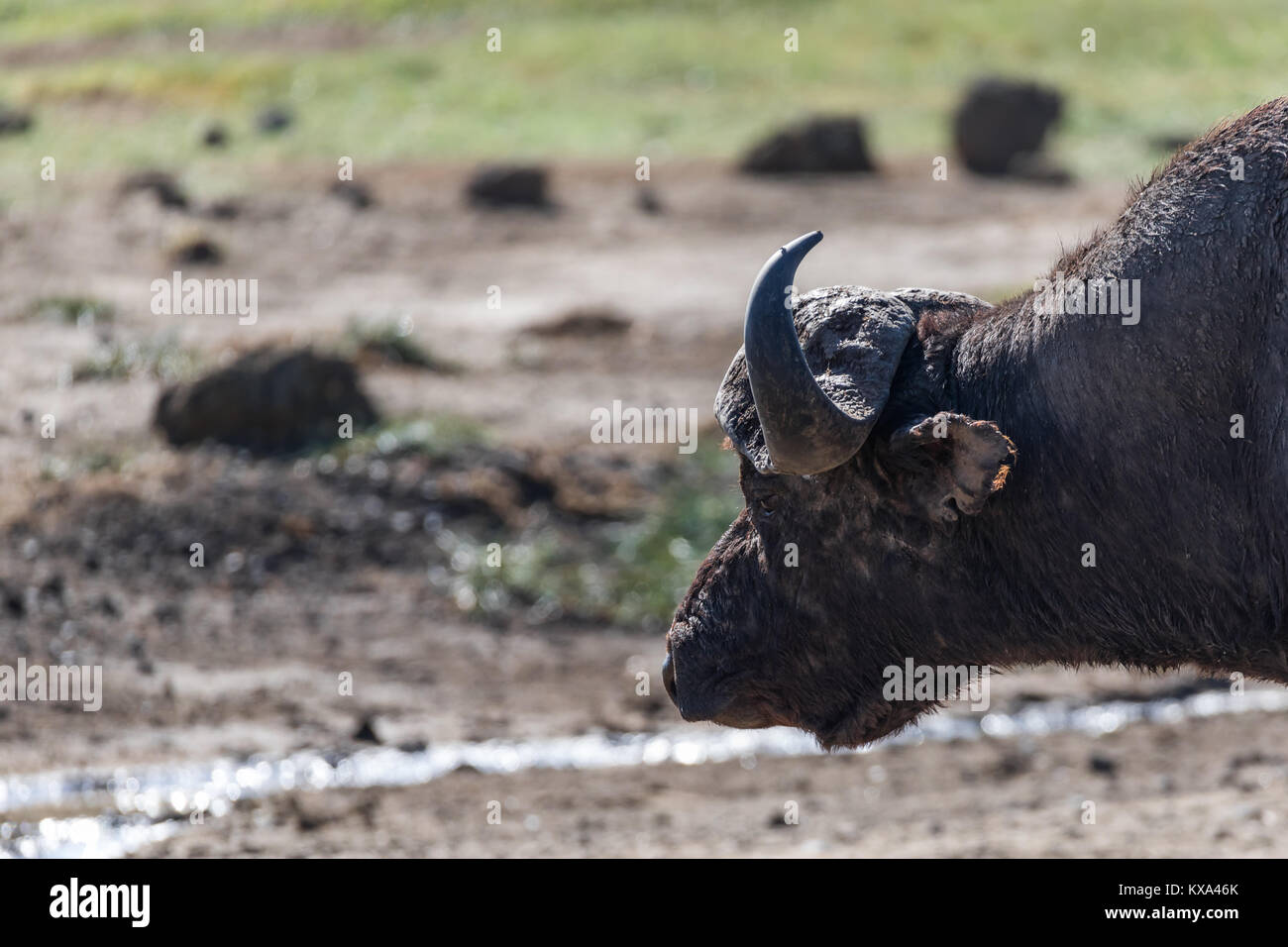 Bull neck hi-res stock photography and images - Alamy