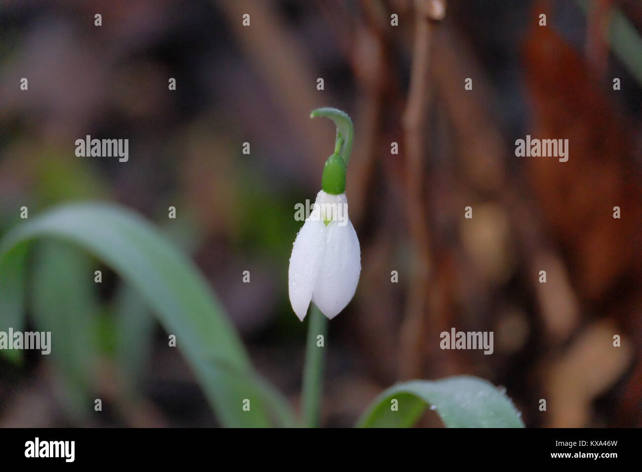 snow drops in winter Stock Photo - Alamy