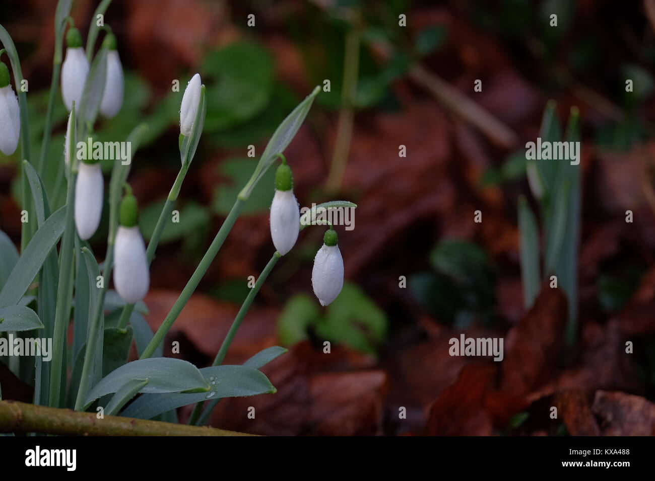 snow drops in winter Stock Photo - Alamy