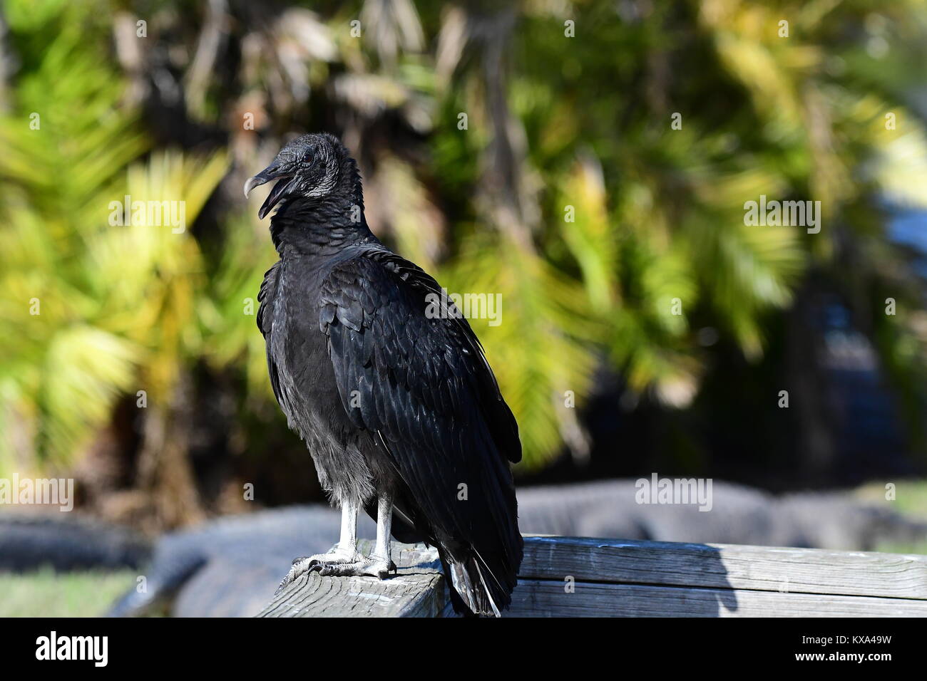 Florida Black Vulture Stock Photo - Alamy