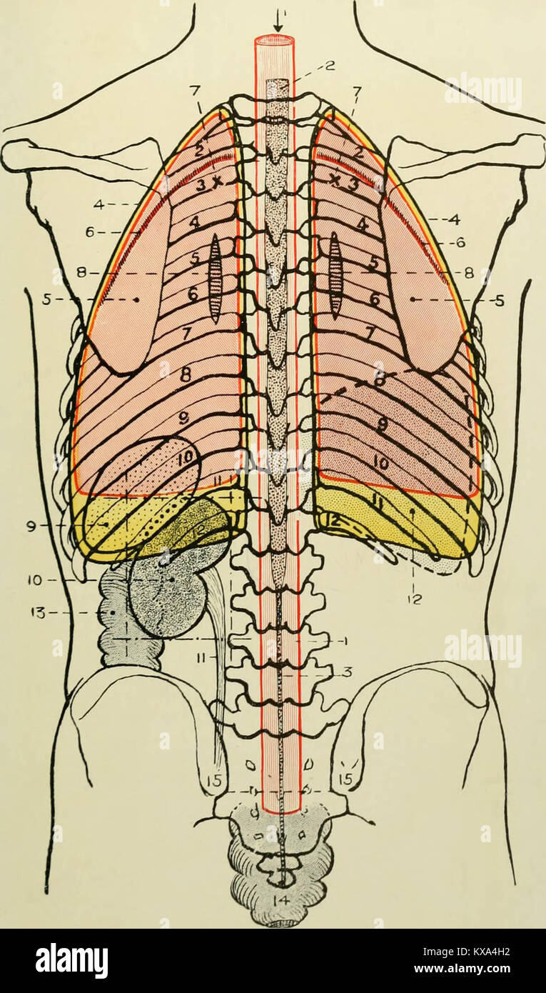 "Landmarks and surface markings of the human body" (1913 Stock Photo ...