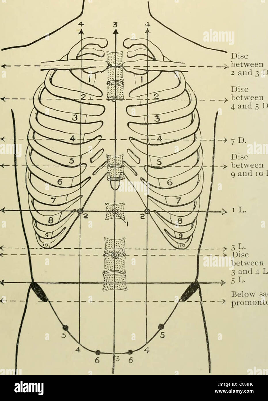 "Landmarks and surface markings of the human body" (1913 Stock Photo ...