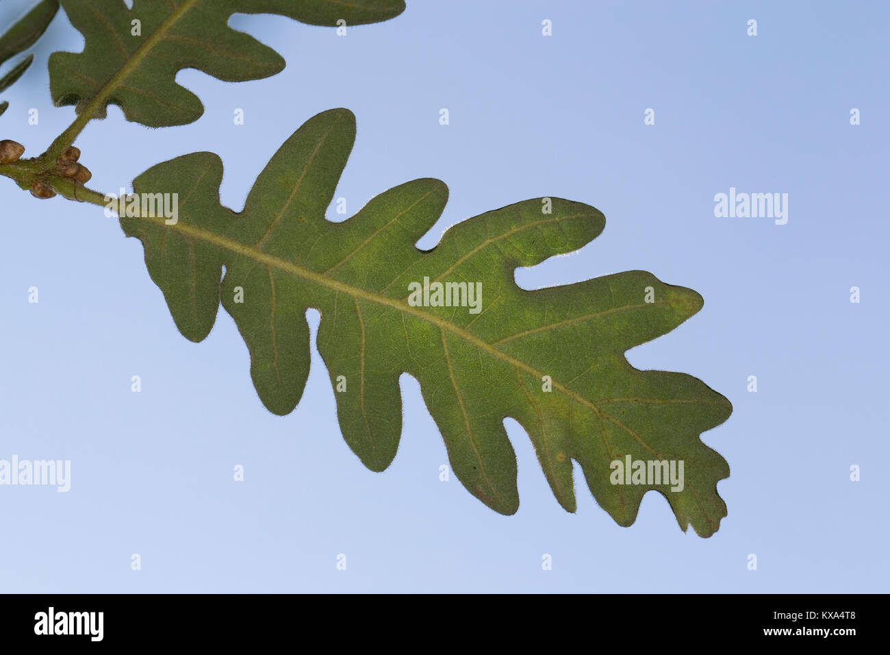 Pyrenäen-Eiche, Pyrenäeneiche, Quercus pyrenaica, Pyrenean oak Stock ...