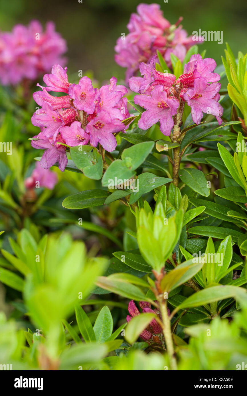 Le rose des alpes hi-res stock photography and images - Alamy