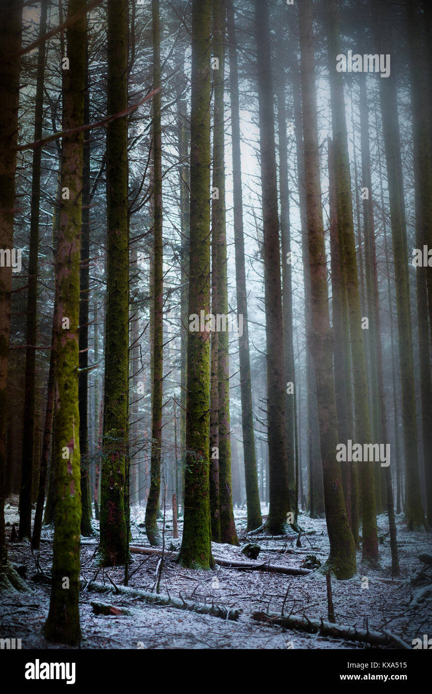 Moody forest on a snowy winter day Stock Photo - Alamy