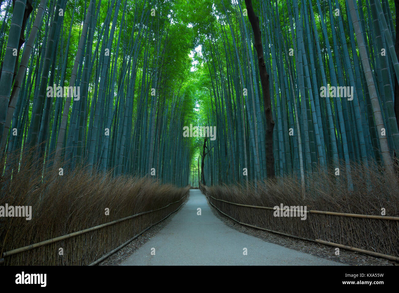 A path through a forest of bamboo at Arashiyama in Kyoto, Japan. fall ...