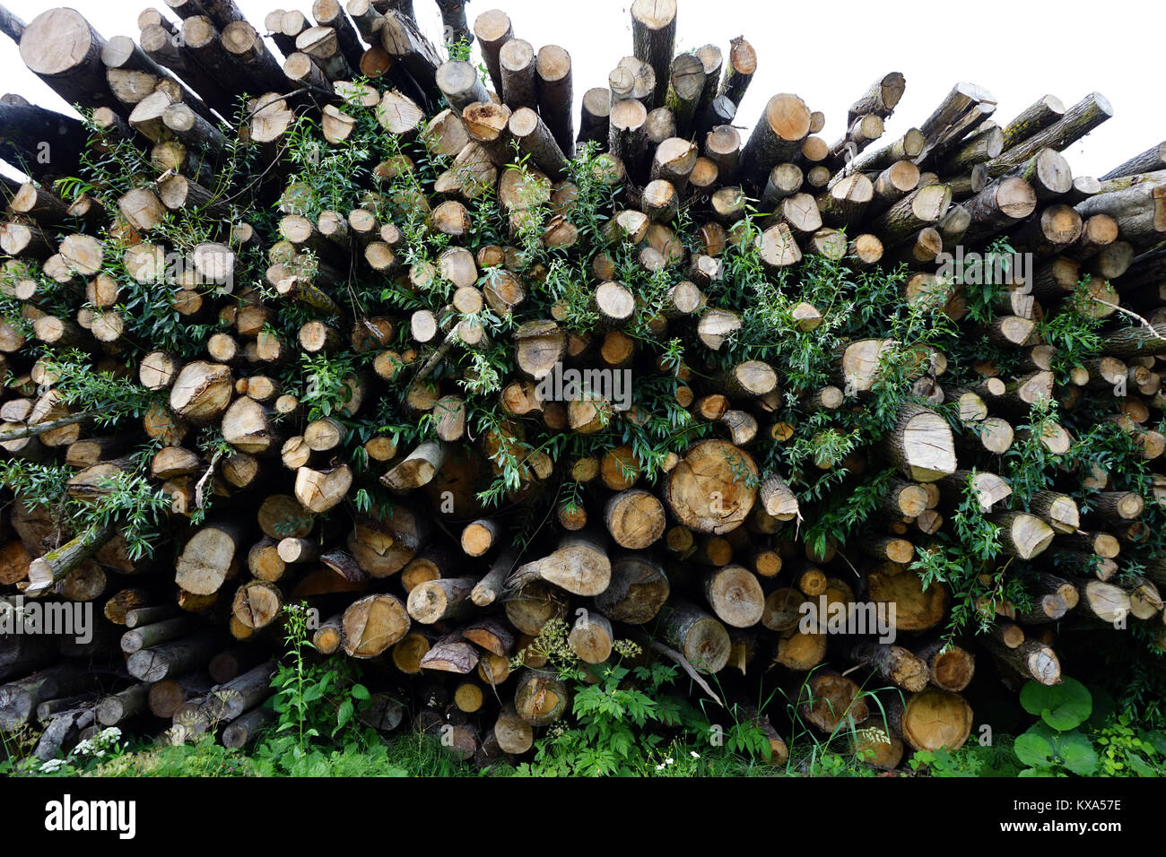 Many logs and grass near the road at the forest, Austria Stock Photo ...